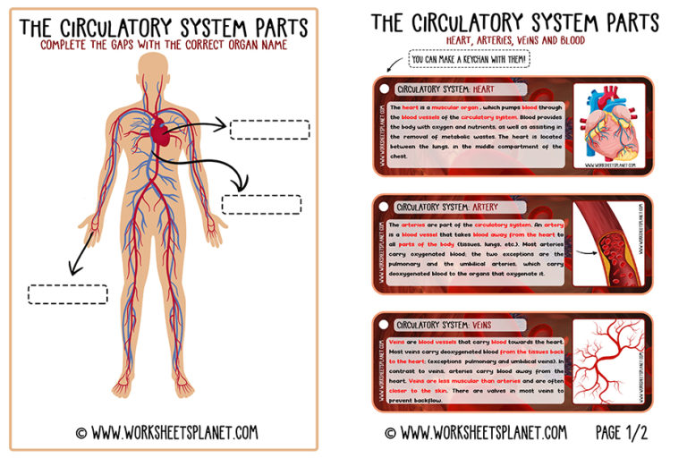 Excretory System for Kids (Diagram + Theory + Vocabulary)