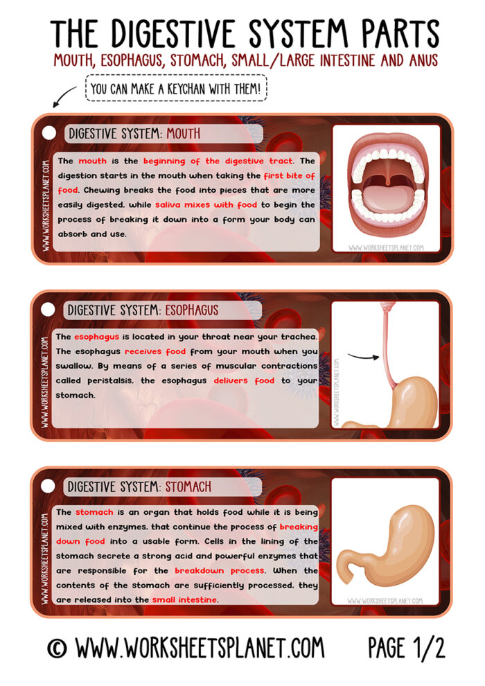Digestive System for Kids (Diagram + Theory + Vocabulary)