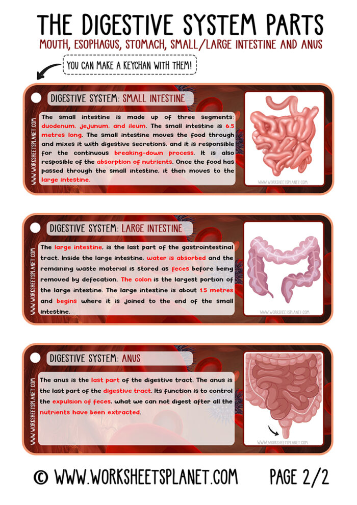 Digestive System for Kids (Diagram + Theory + Vocabulary)