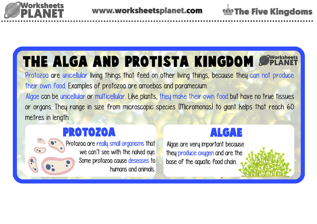 Alga And Protista Kingdom For Kids