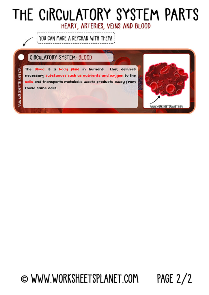 Circulatory System for Kids (Diagram + Theory + Vocabulary)