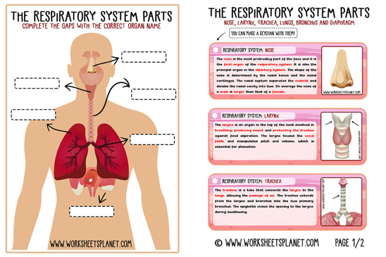 Excretory System for Kids (Diagram + Theory + Vocabulary)