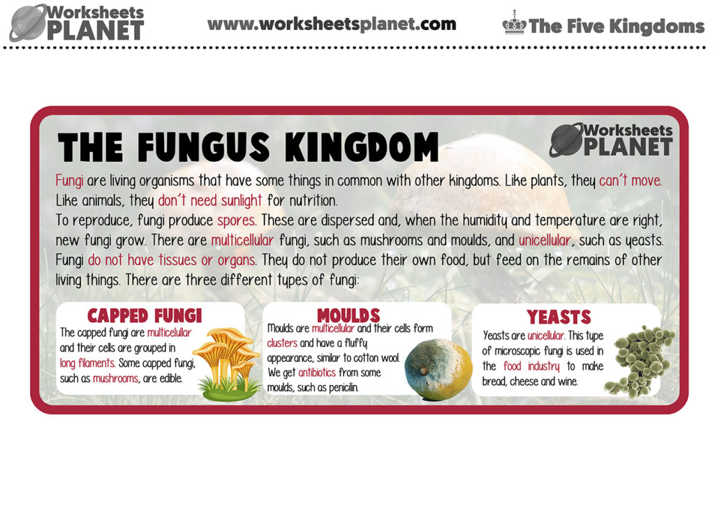 The Fungus Kingdom For Kids