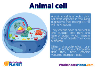 Plant And Animal Cell Games