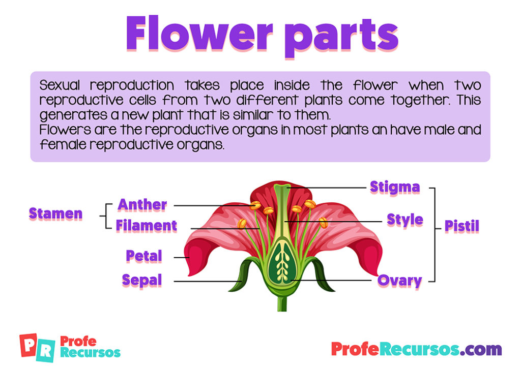 Parts of a Flower and Reproductive Organs | Science Resource