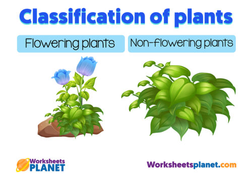 Classification of Plants | Science Resource for Primary Kids