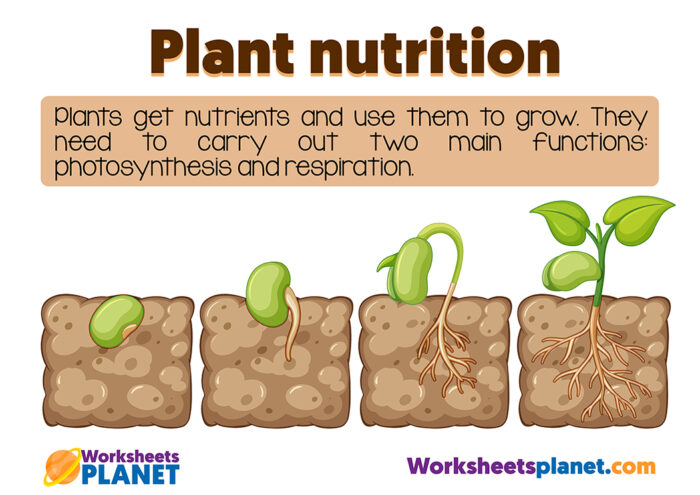Photosynthesis and Plant Nutrition | Science Resource