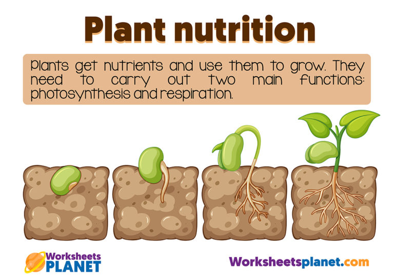 Photosynthesis and Plant Nutrition | Science Resource
