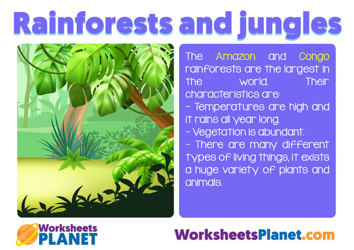 Rainforest And Jungle Ecosystem