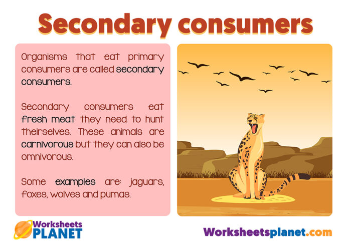 Food Chain for Kids | Food Chain and Food Web