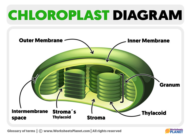 Label The Internal Parts Of The Chloroplast Below At Gladys Zachery Blog Label The Internal Parts Of The Chloroplast Below At Gladys Zachery Blog
