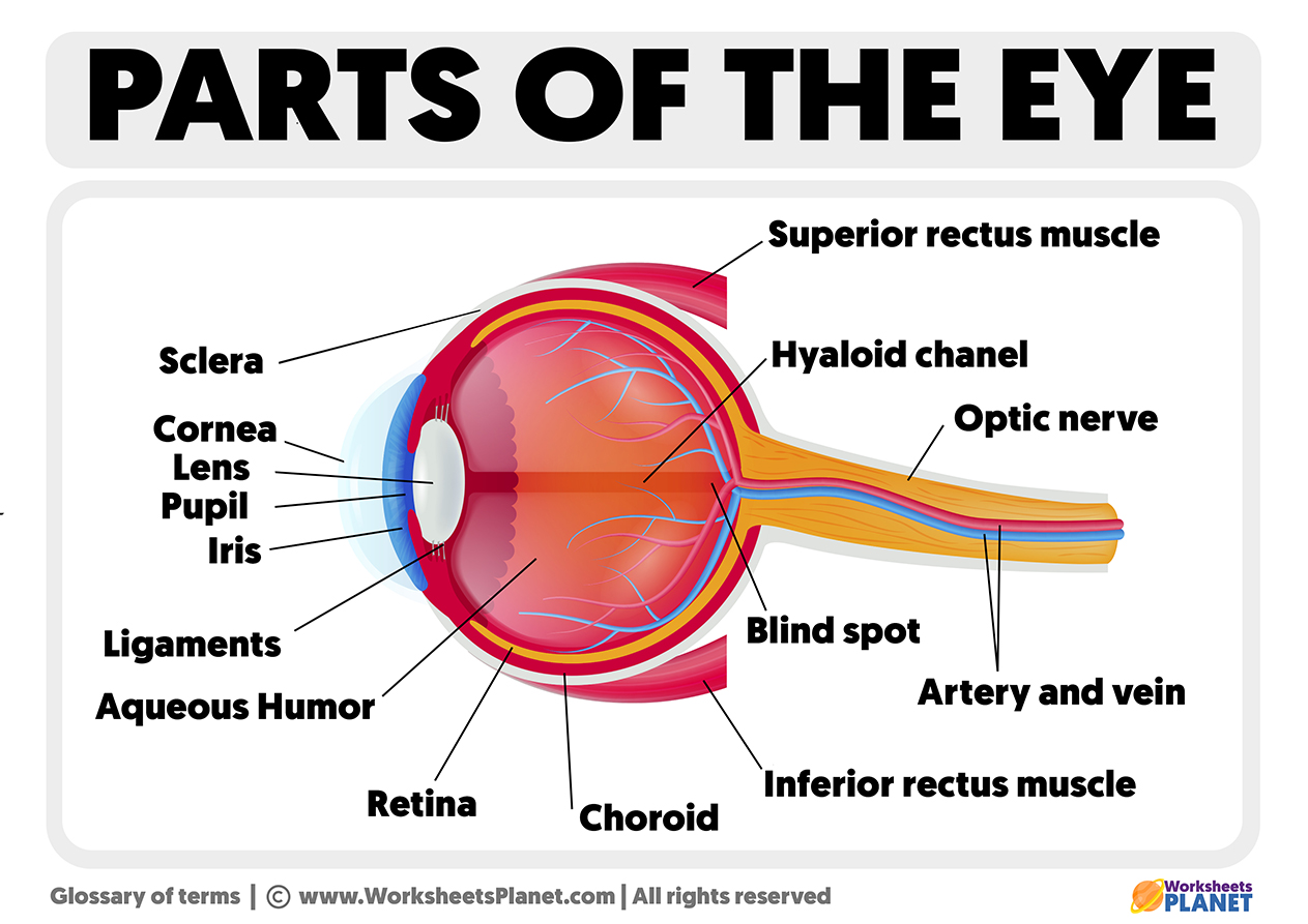 Parts Of The Eye Parts Of The Eye