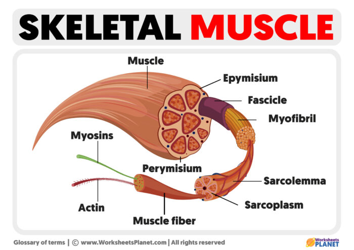 Skeletal Muscle Skeletal Muscle