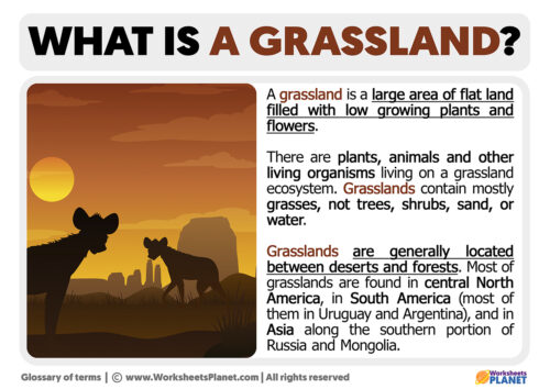 What is a Grassland | Definition of Grassland