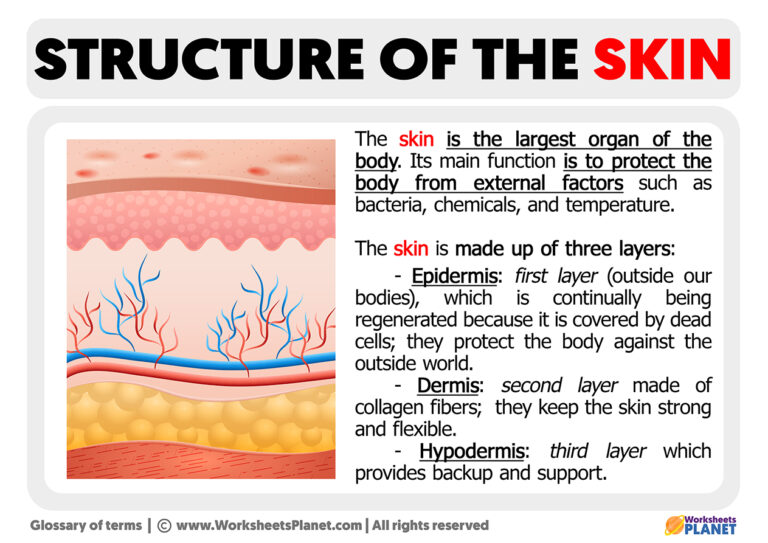 Structure Of The Skin Structure Of The Skin