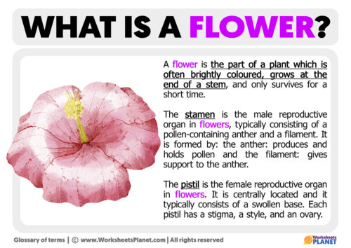 What is a Flower | Definition of Flower What is a Flower | Definition of Flower