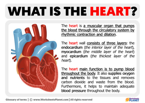 What is the Heart | Definition of Heart