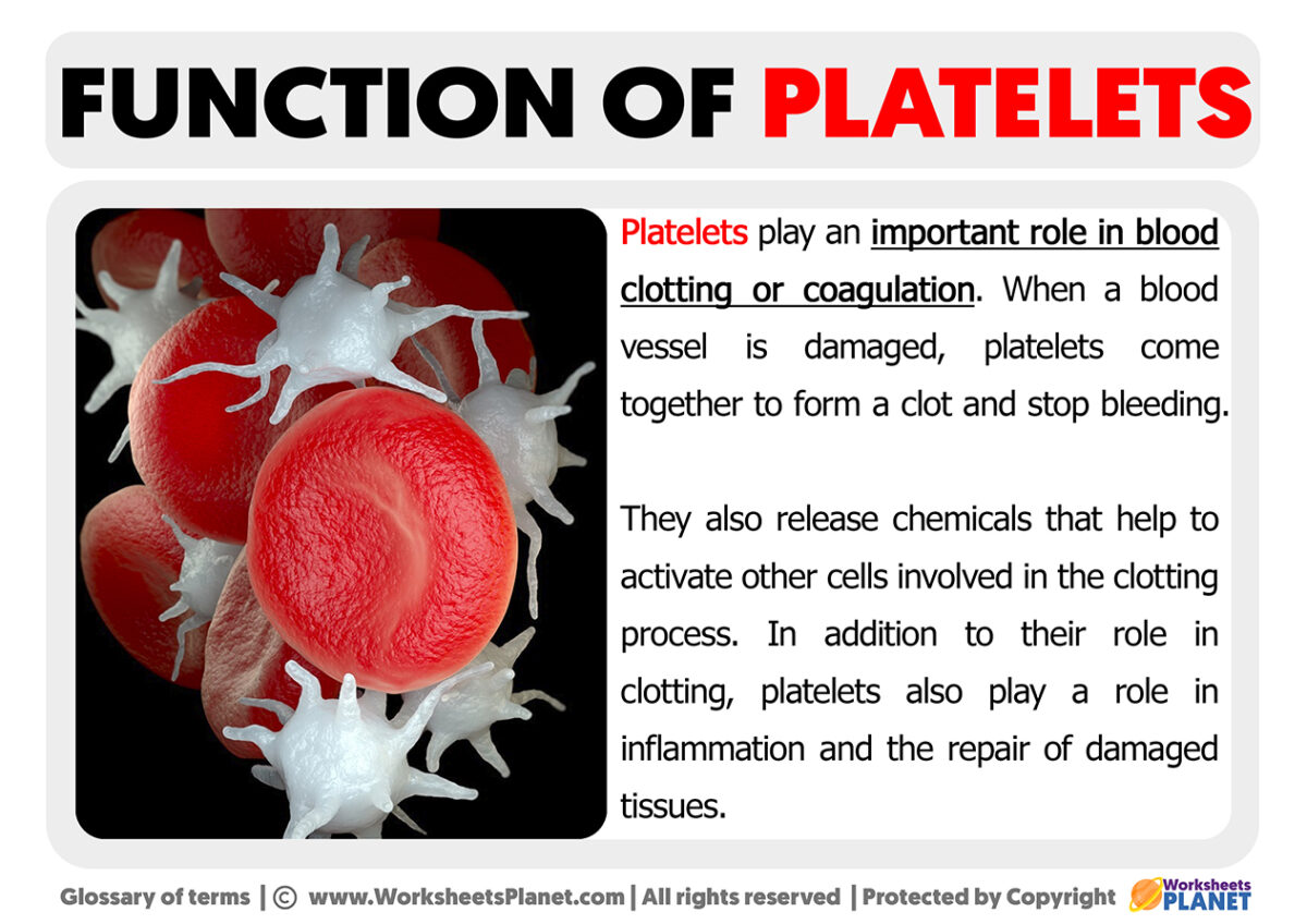 Function Of Plateletes Function Of Plateletes