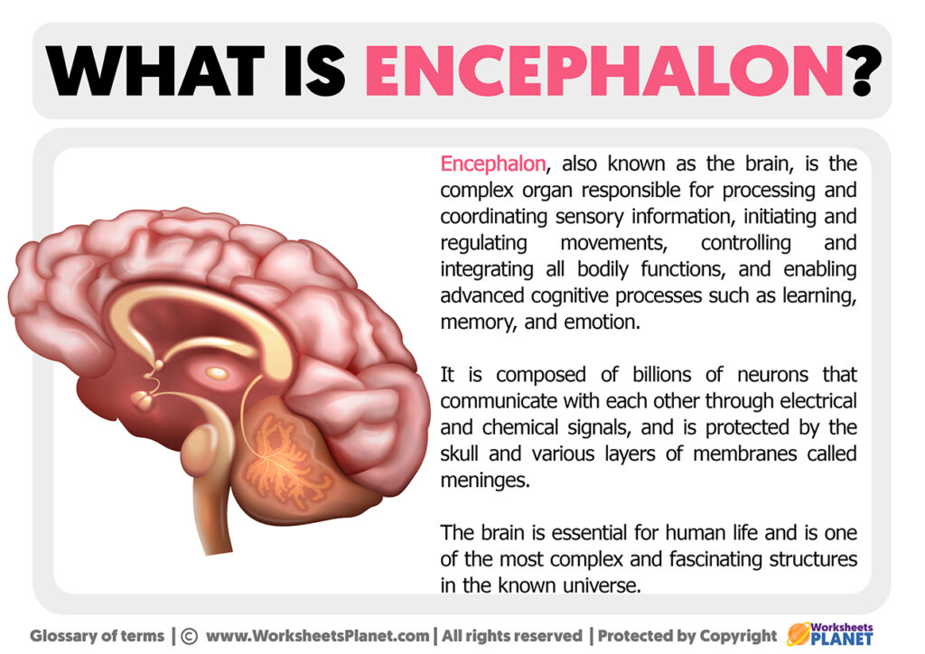 What is the Encephalon | Definition of Encephalon