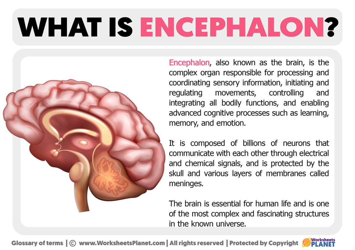 What is the Encephalon | Definition of Encephalon