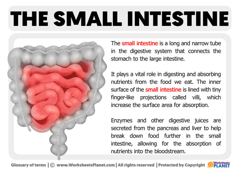 What is Small Intestine | Definition of Small Intestine