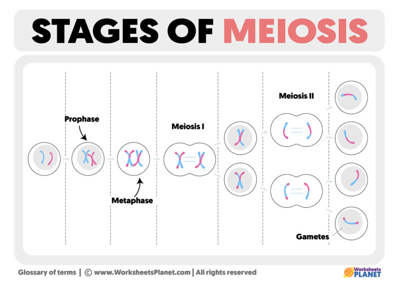 What are the Stages of Meiosis | Stages of Meiosis
