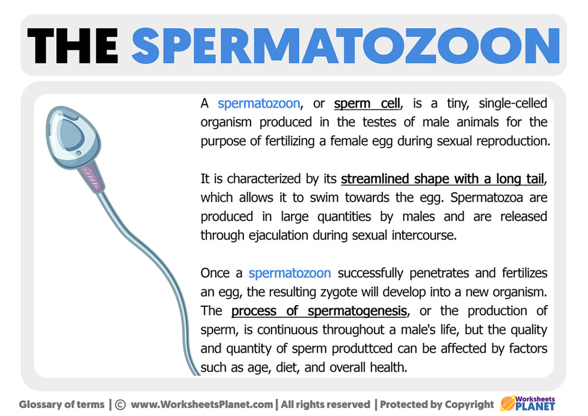 What is a Spermatozoon | Definition of Spermatozoon