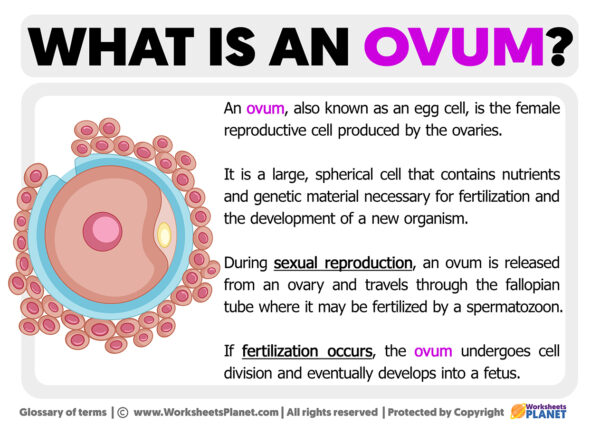 What is an ovum | Definition of an ovum