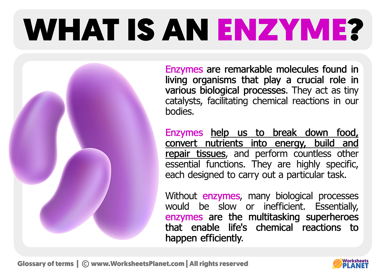 What Is An Enzyme Definition Of Enzyme What Is An Enzyme Definition Of Enzyme
