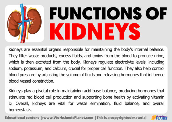 Functions of Kidneys