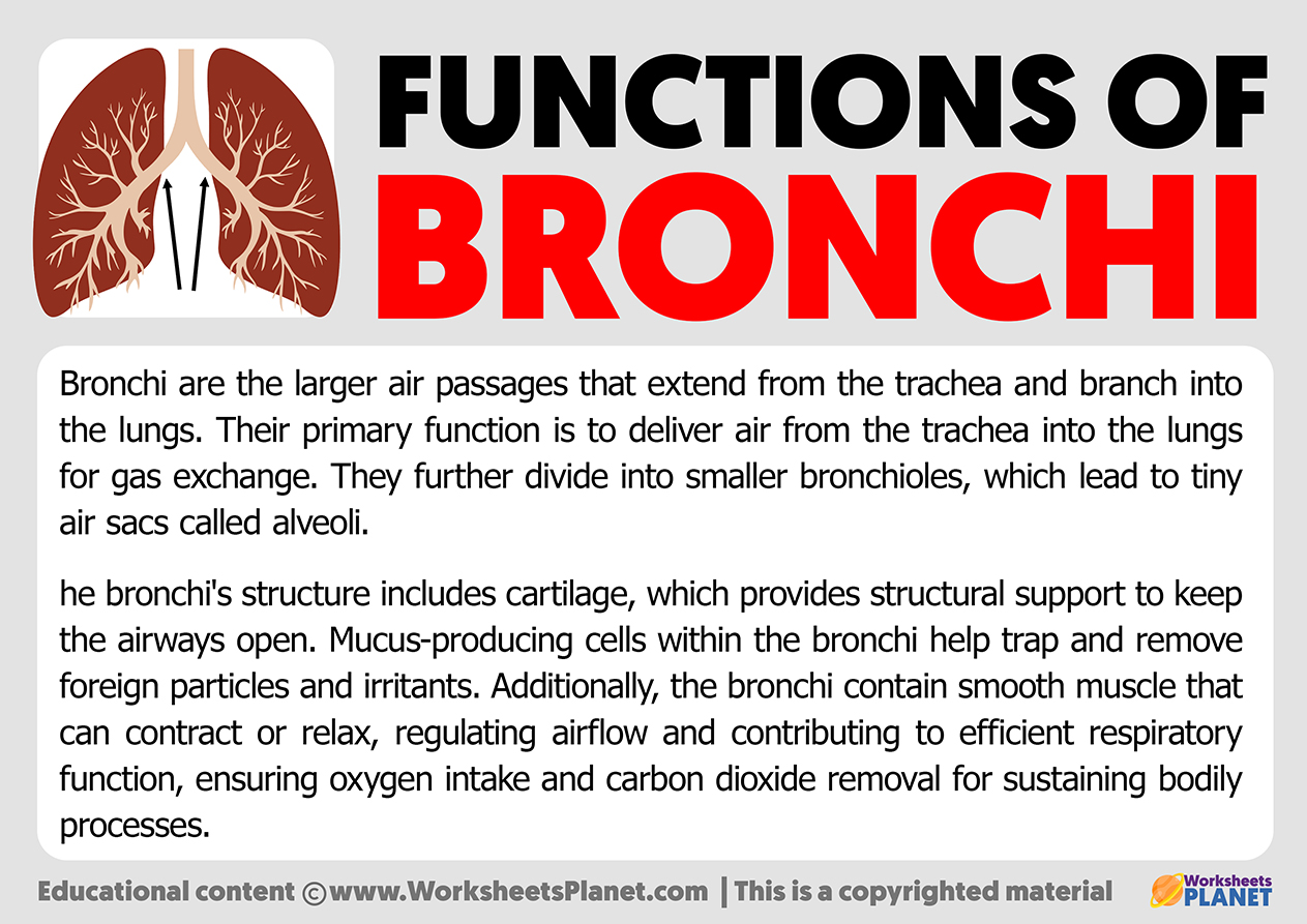 Functions Of Bronchi Functions Of Bronchi