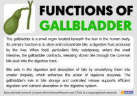 Functions of Gallbladder