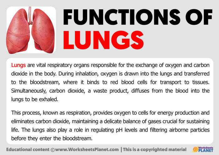Functions of Lungs