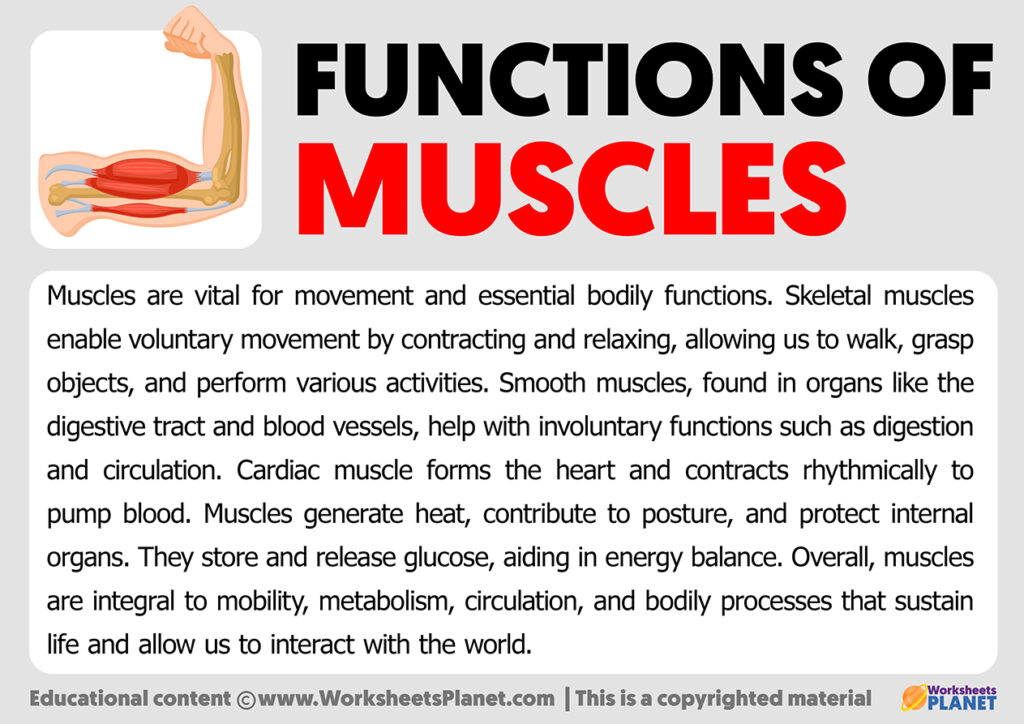 Functions of Muscles