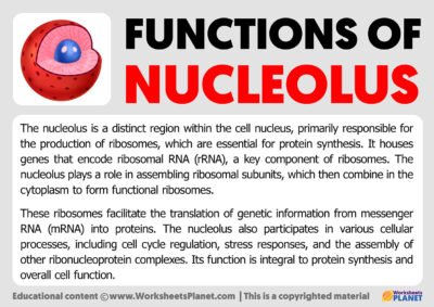 Functions of Nucleolus
