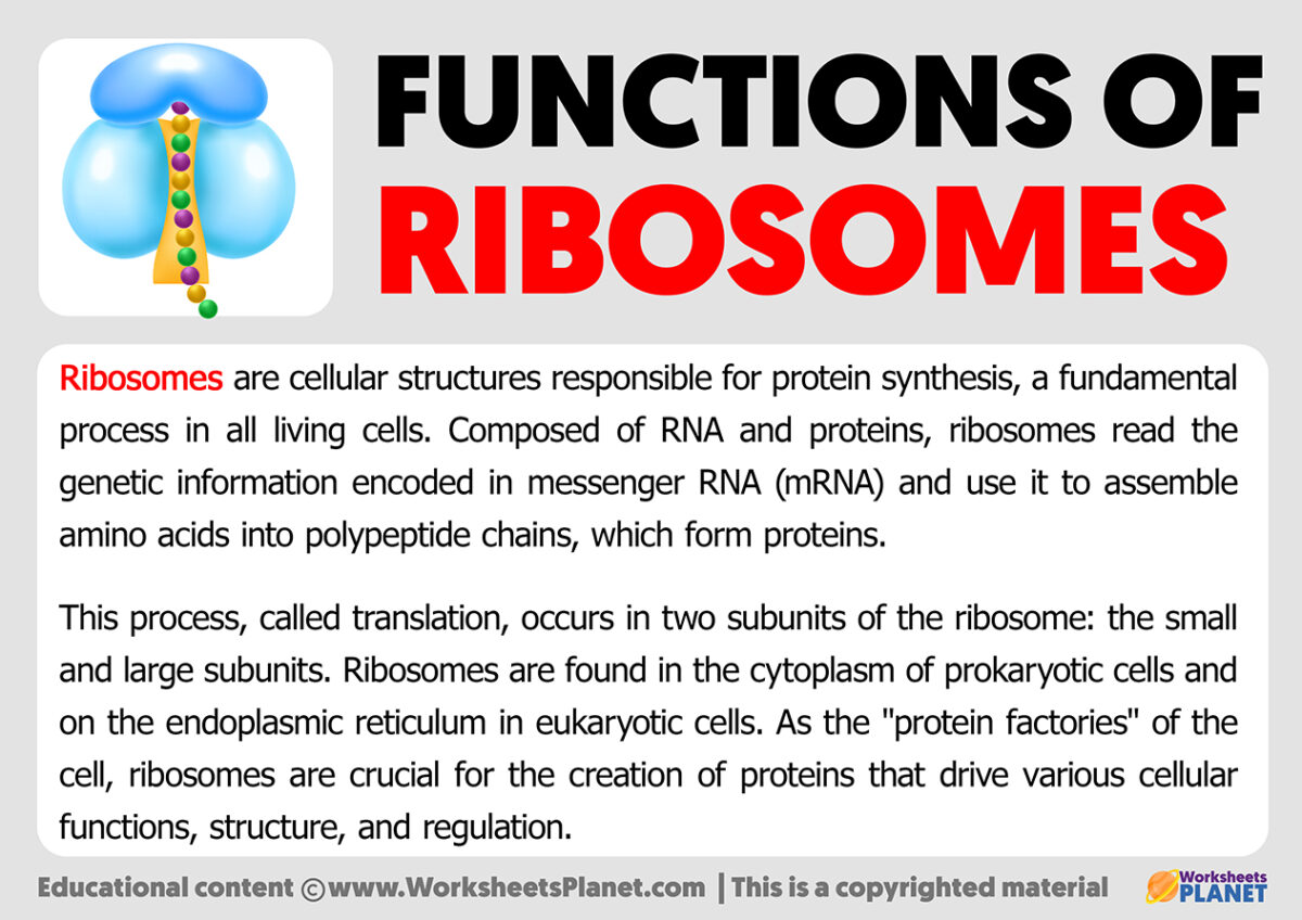 Function Of Ribosomes Function Of Ribosomes