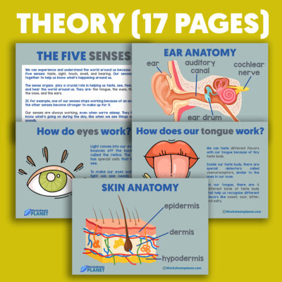 Five Senses Activity Bundle | Science Resources for Children