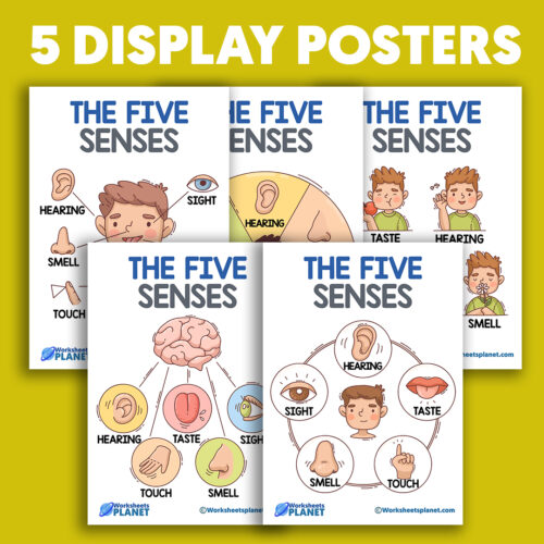 Five Senses Activity Bundle | Science Resources for Children
