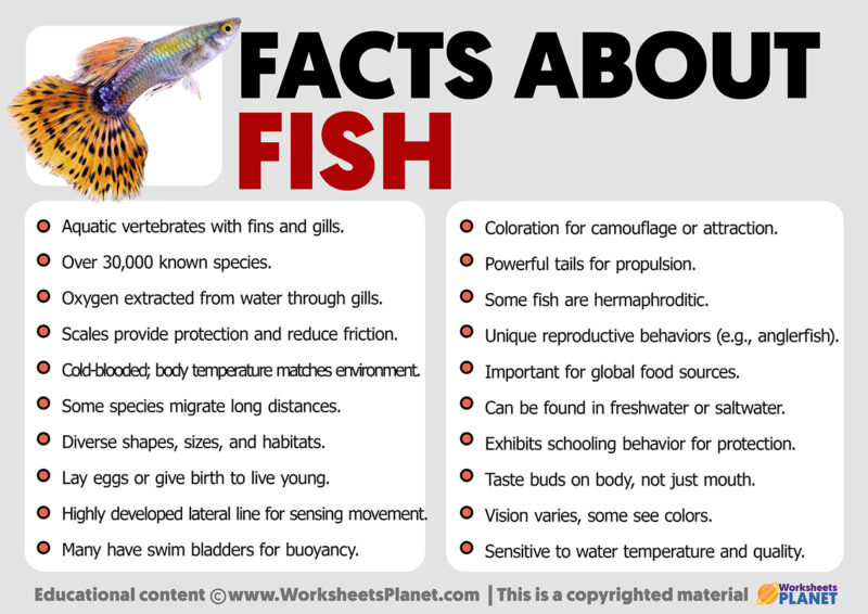 Facts About Fish Facts About Fish