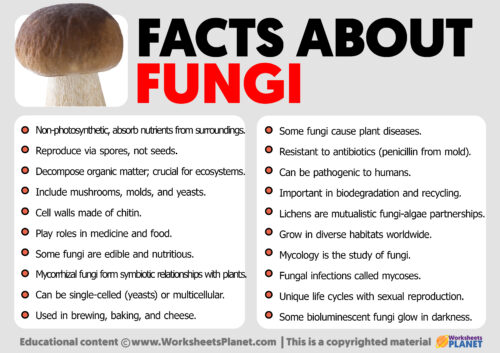 Facts About Fungi Facts About Fungi