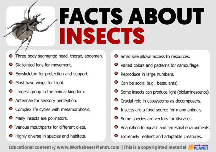 Facts about Insects