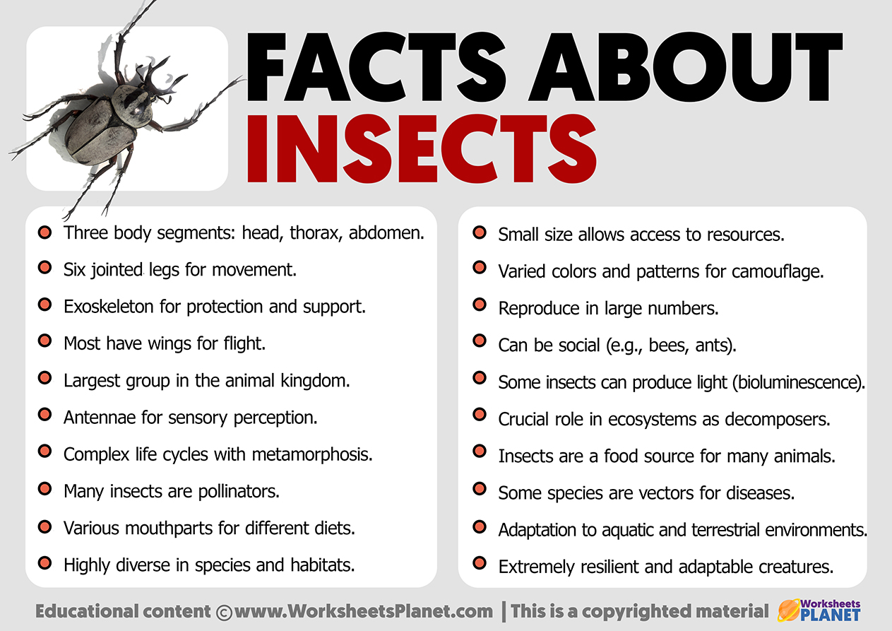 Facts About Insects Facts About Insects
