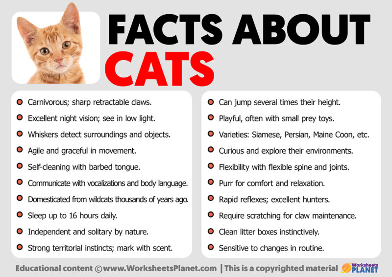 Facts About Cats Facts About Cats