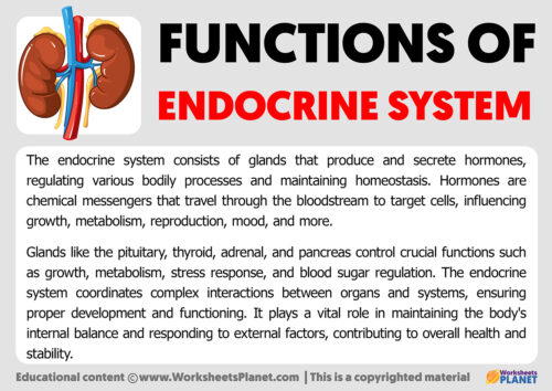 Functions of Endocrine System
