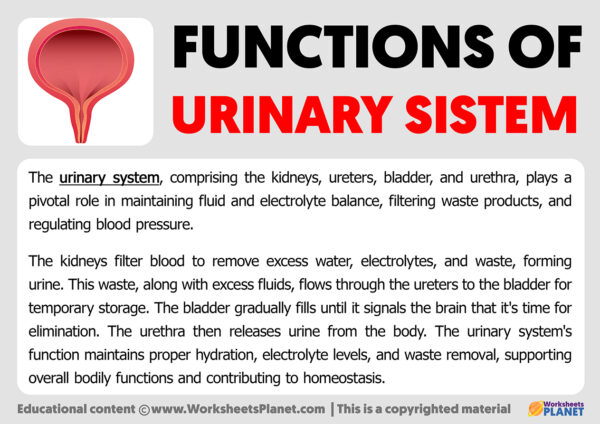 Functions of Urinary System
