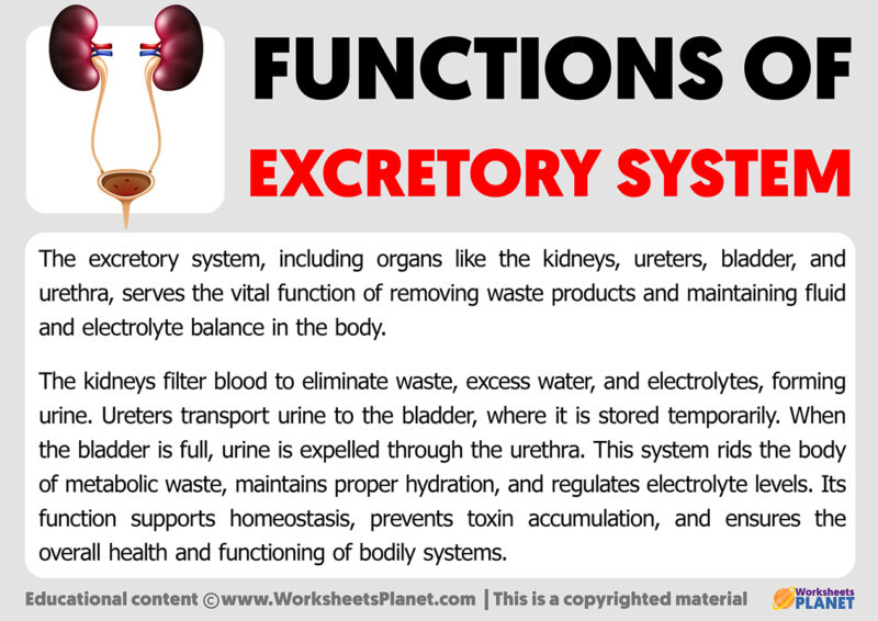 Functions of Excretory System Functions of Excretory System