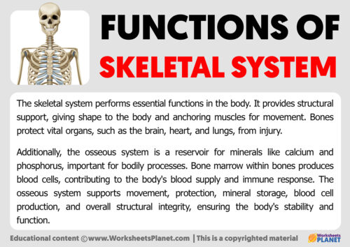 Fucntions of Skeletal System