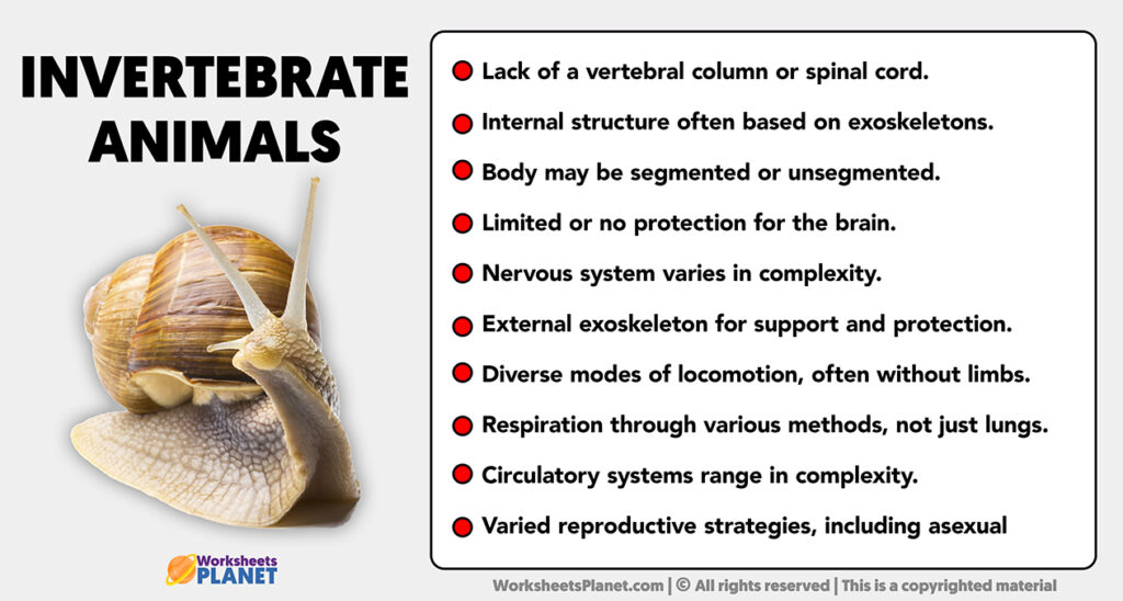 Characteristics of Invertebrate Animals