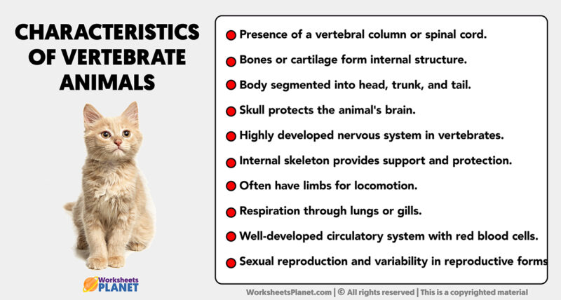 Chracteristics of Vertebrate Animals