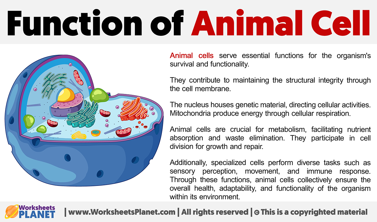 Functions Of Animal Cell Functions Of Animal Cell